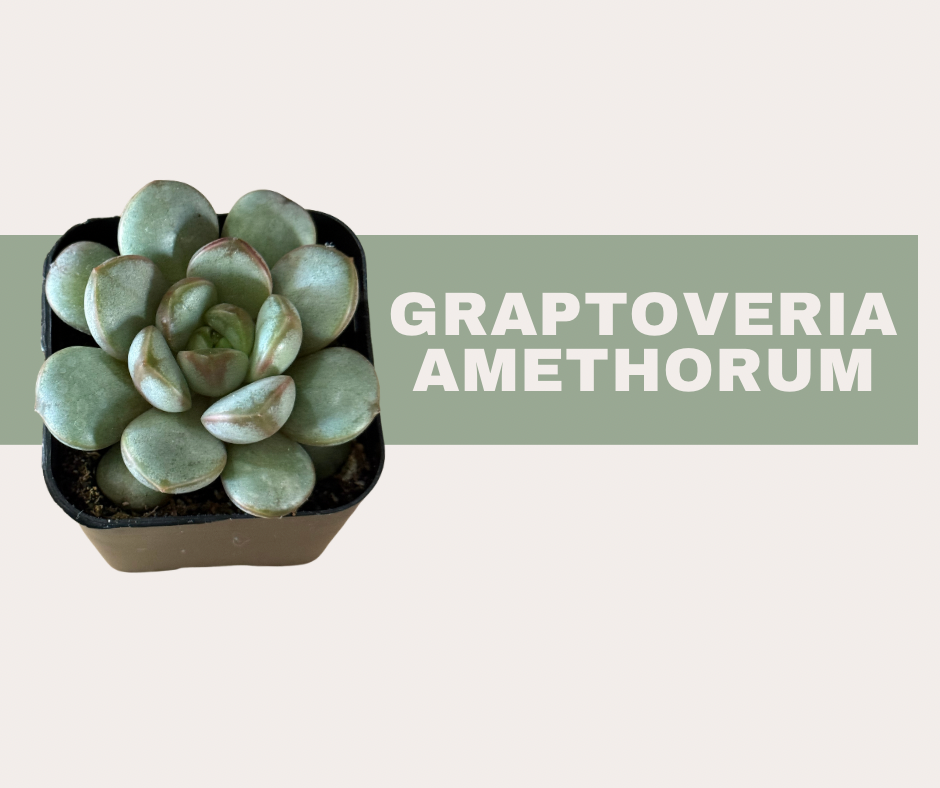 Meet Graptoveria Amethorum; A Rare Amethystinum × Purpusorum Hybrid ...