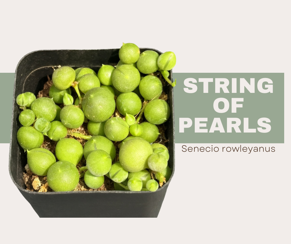 Everything You Need to Know About String of Pearls 🌿 – Succly