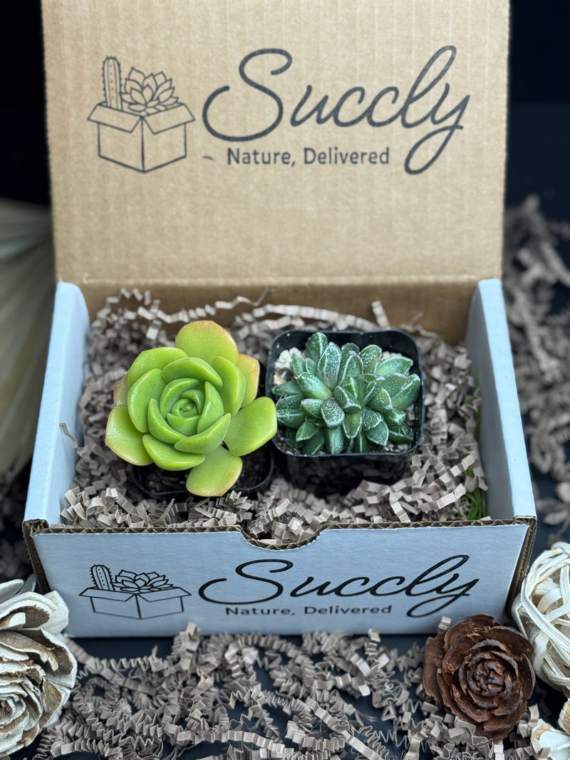 Farm-Fresh Succulent Subscription Boxes & DIY Plant Kits – Succly