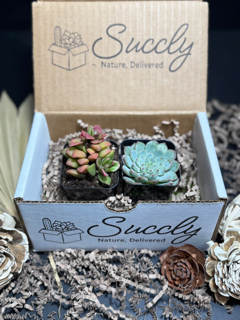 Farm-Fresh Succulent Subscription Boxes & DIY Plant Kits – Succly