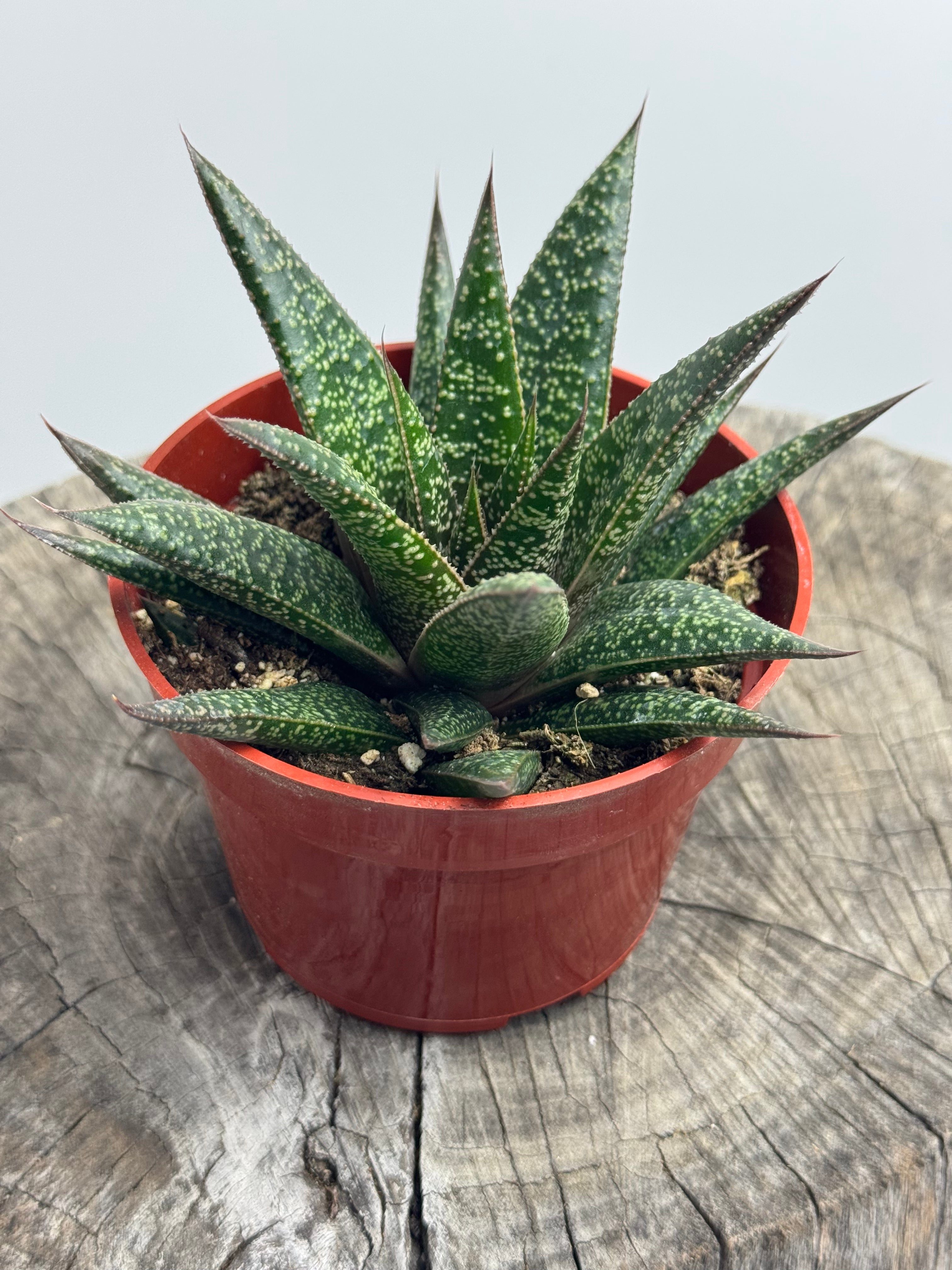 Gasteraloe beguinii – Lizard Tail – Succly