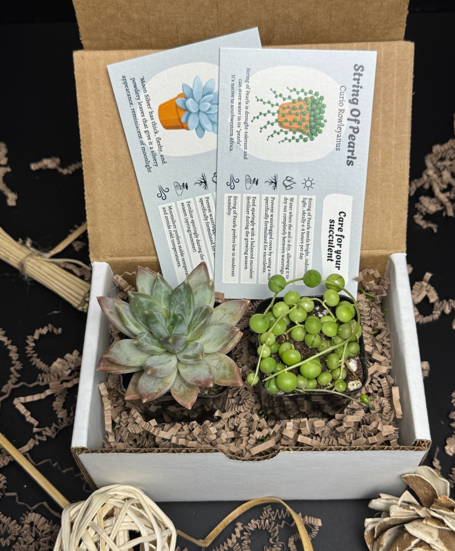 Farm-Fresh Succulent Subscription Boxes & DIY Plant Kits – Succly